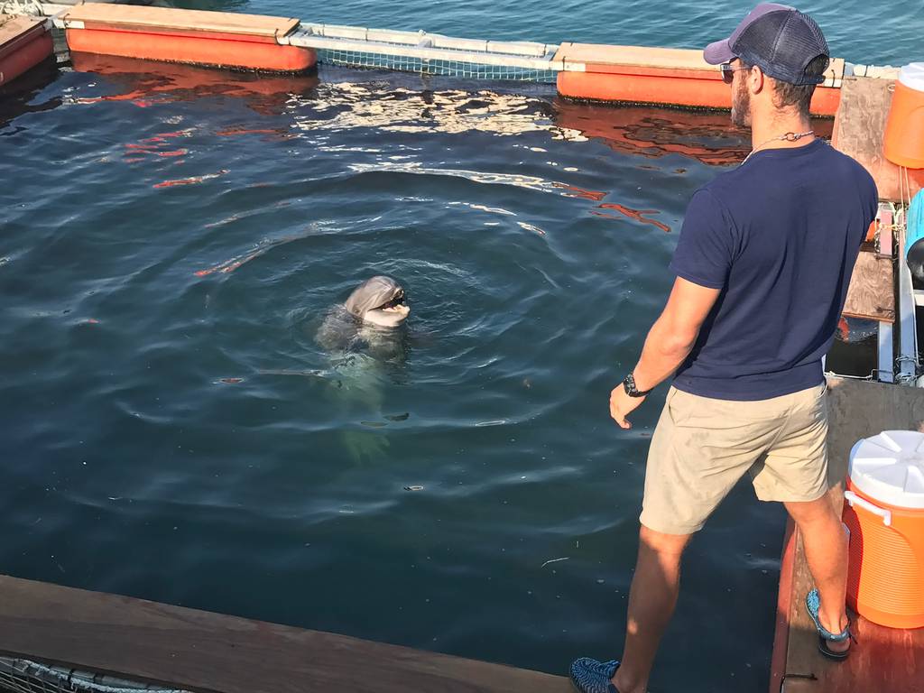 Navy dolphins train in Key West to find mines