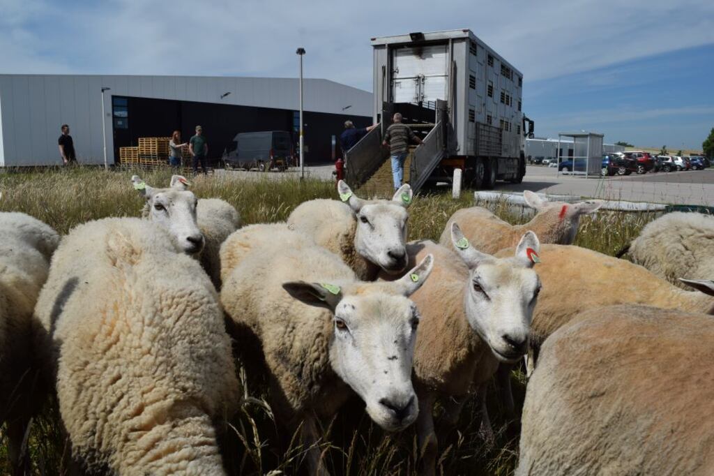 PETA flocks to stop Navy’s treatment of sheep