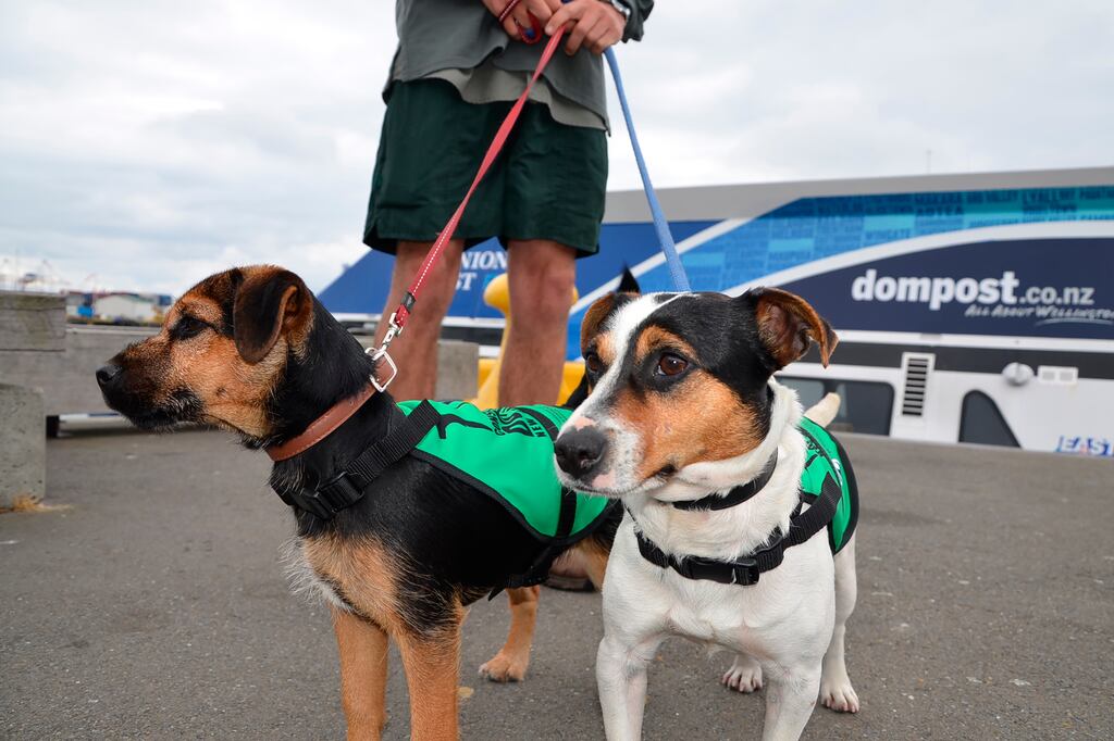 Spooked by sealion, abandoned by ship, Flint the rat-sniffing pooch is ...