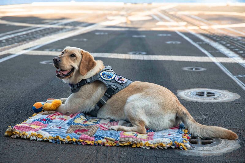 Doggone deployment: Navy carriers em-‘bark’ mental health pups