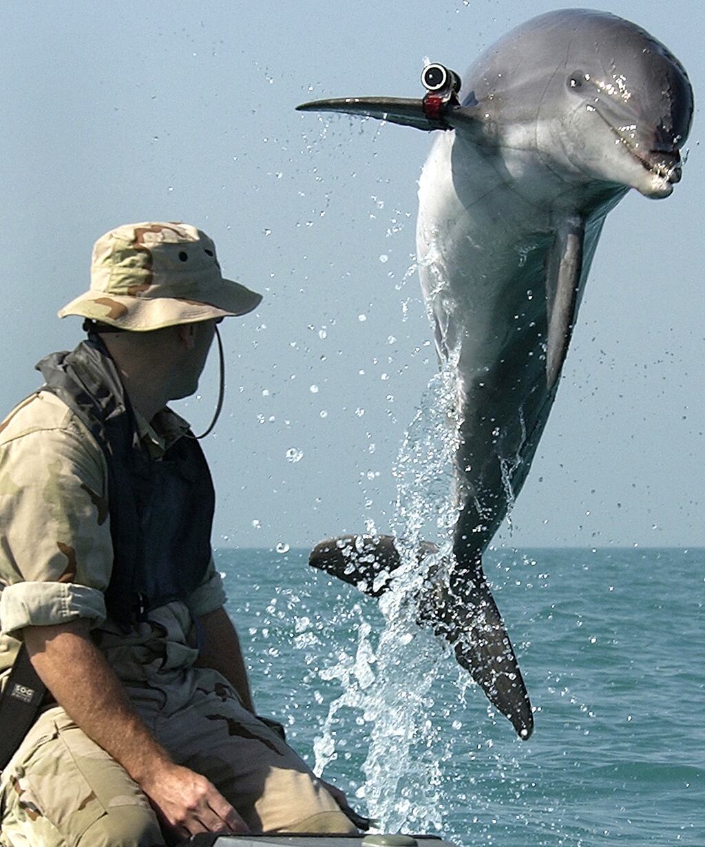 Inside the Navy’s Marine Mammal Program
