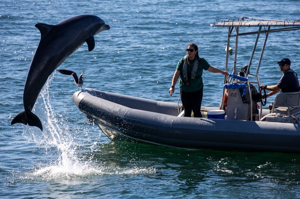 Inside the Navy’s Marine Mammal Program